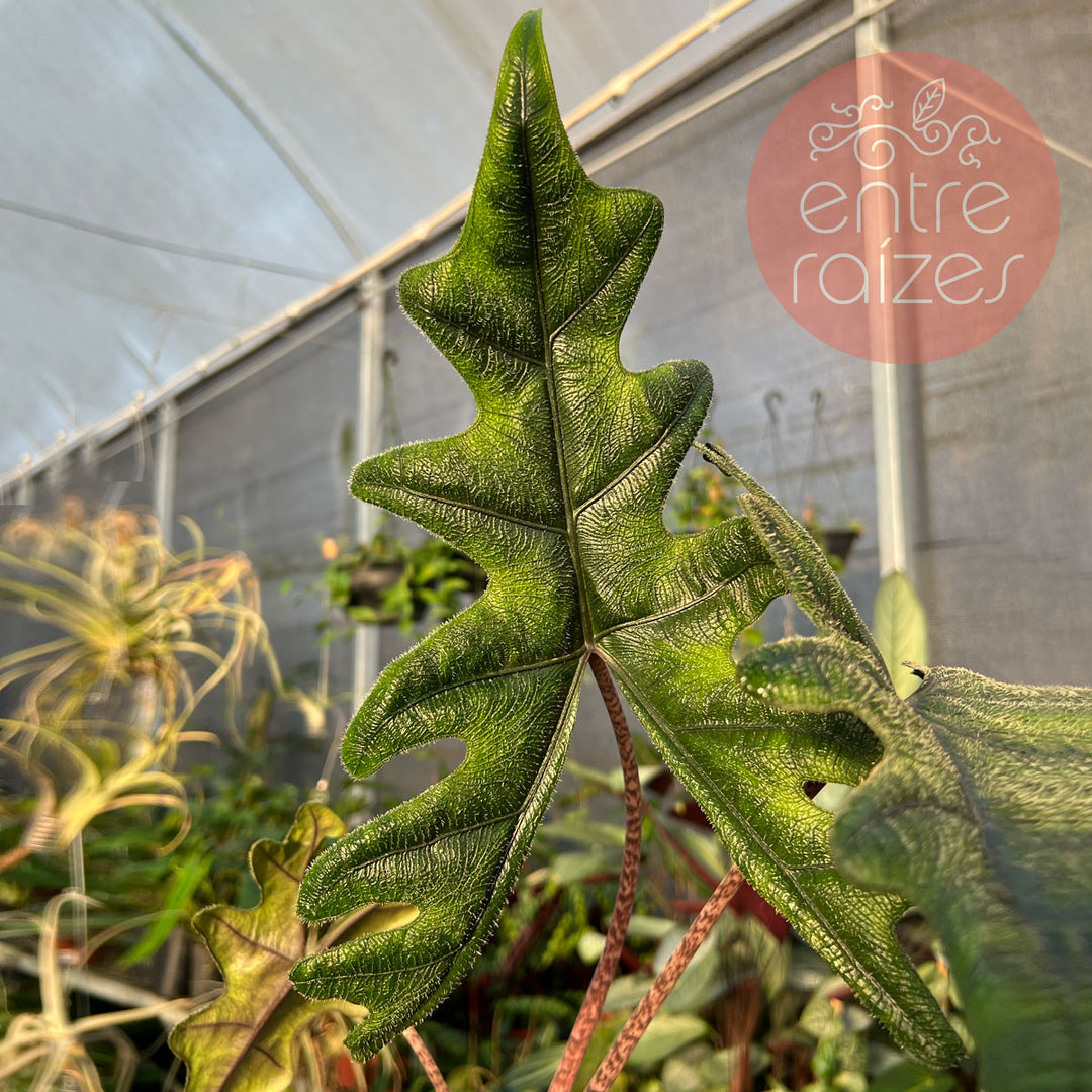 Alocasia Tandurusa 'Jacklyn' – Entre Raízes Botânica