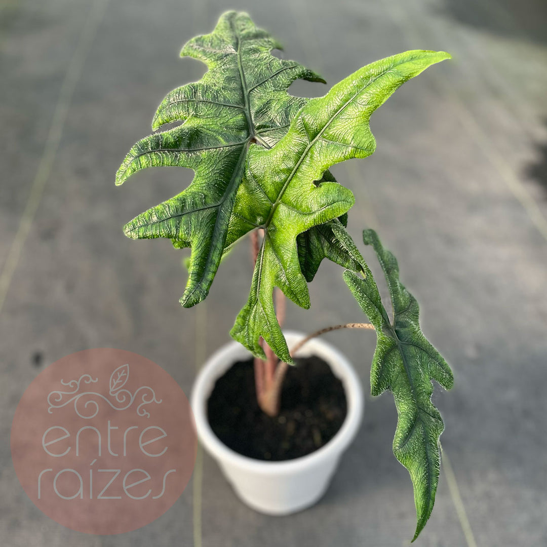 Alocasia Tandurusa 'Jacklyn' – Entre Raízes Botânica