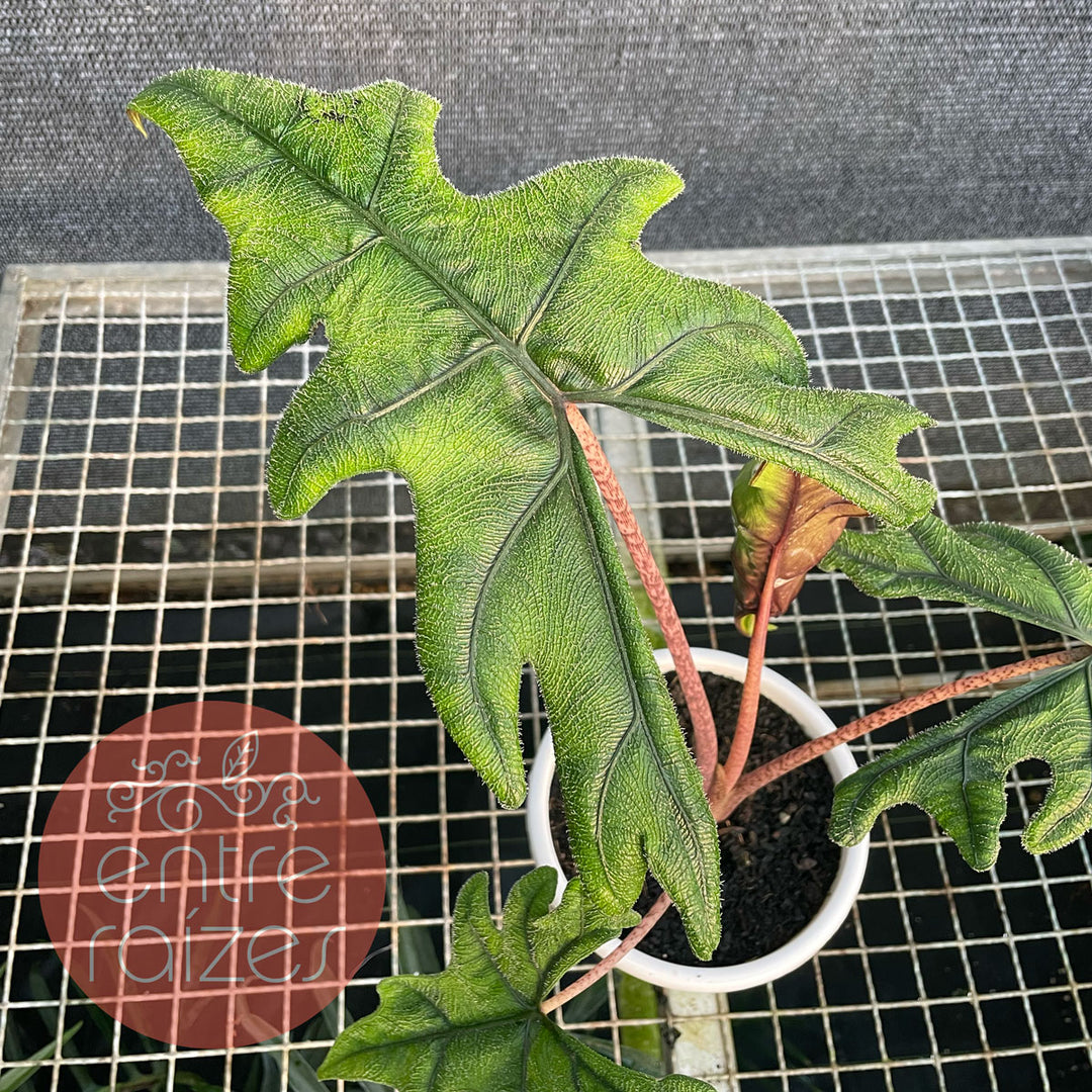 Alocasia Tandurusa 'Jacklyn' – Entre Raízes Botânica
