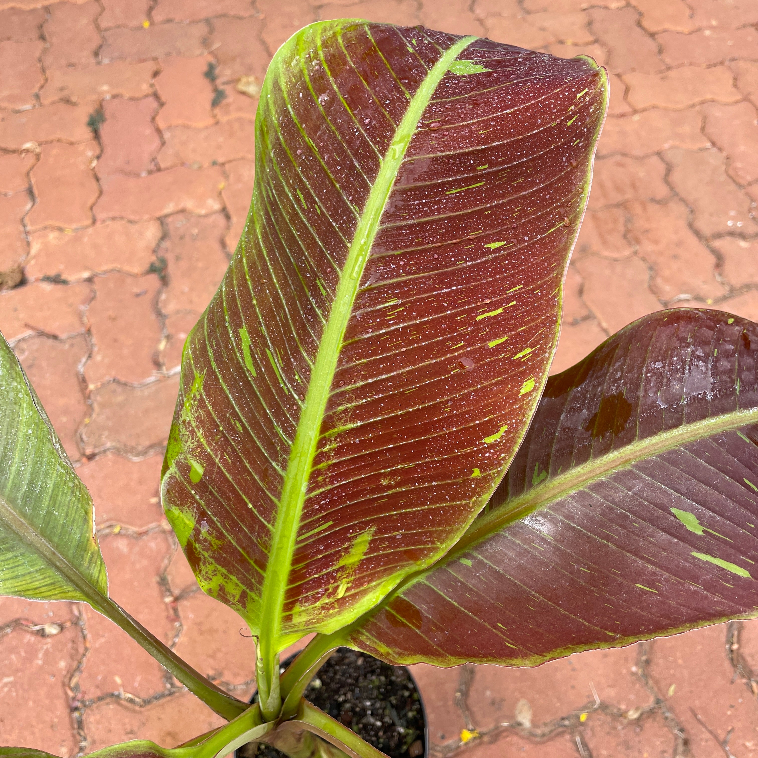 Musa siam ruby – Entre Raízes Botânica