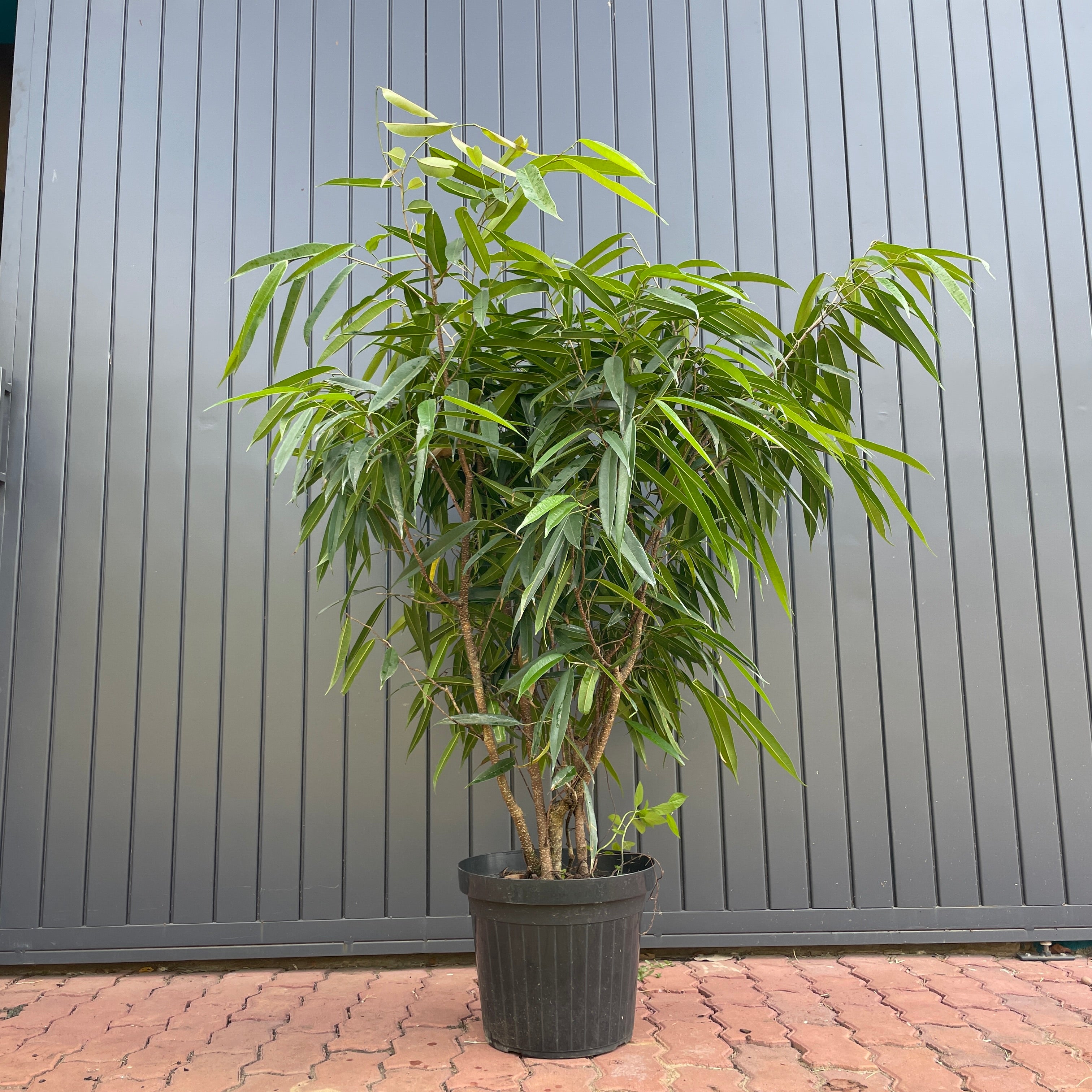 Ficus Alii (Ficus maclellandii) - média – Entre Raízes Botânica