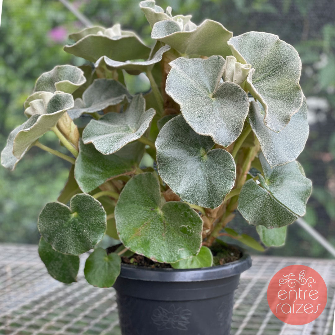 Begônia Venosa – Entre Raízes Botânica