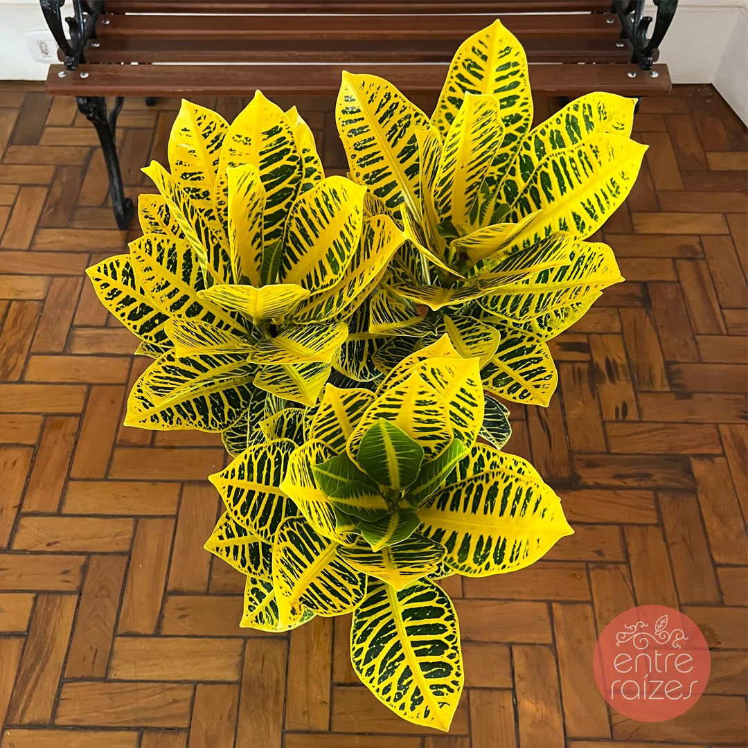 Cróton canárinho – Entre Raízes Botânica