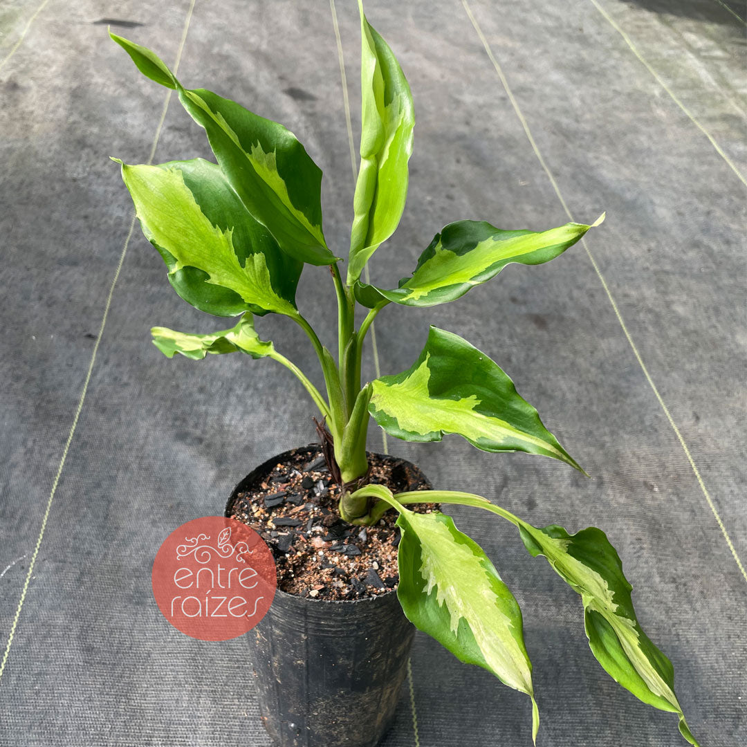 Aglaonema modestum mediopictum – Entre Raízes Botânica