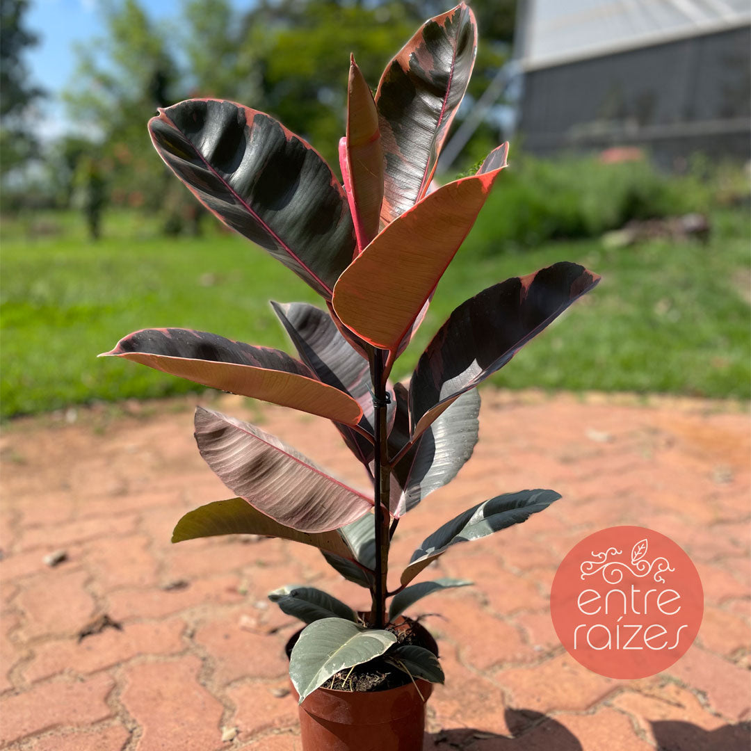 Ficus elástica ruby (1 haste) – Entre Raízes Botânica